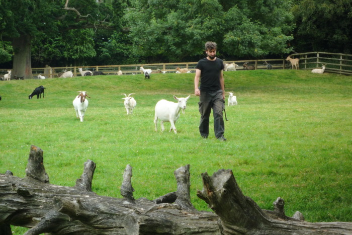 Why Does My Goat Paw at Me? Caprine Communication - Goat Journal